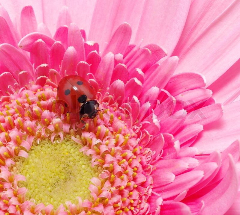 Ladybug on a flower | Stock Photo | Colourbox