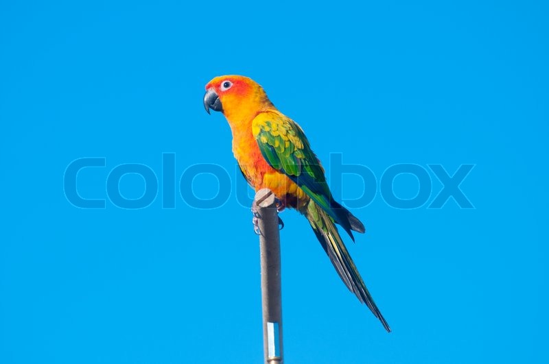 Colorful parrot with blue sky | Stock image | Colourbox