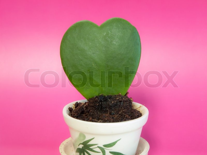 Care for the heart plants | Stock Photo | Colourbox