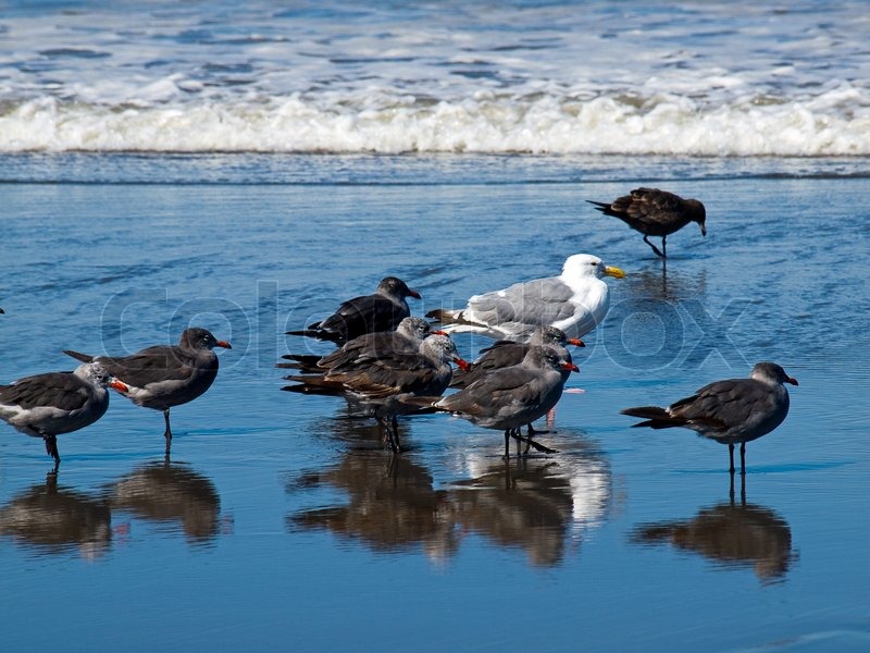A Variety of Seabirds at the Seashore | Stock image | Colourbox