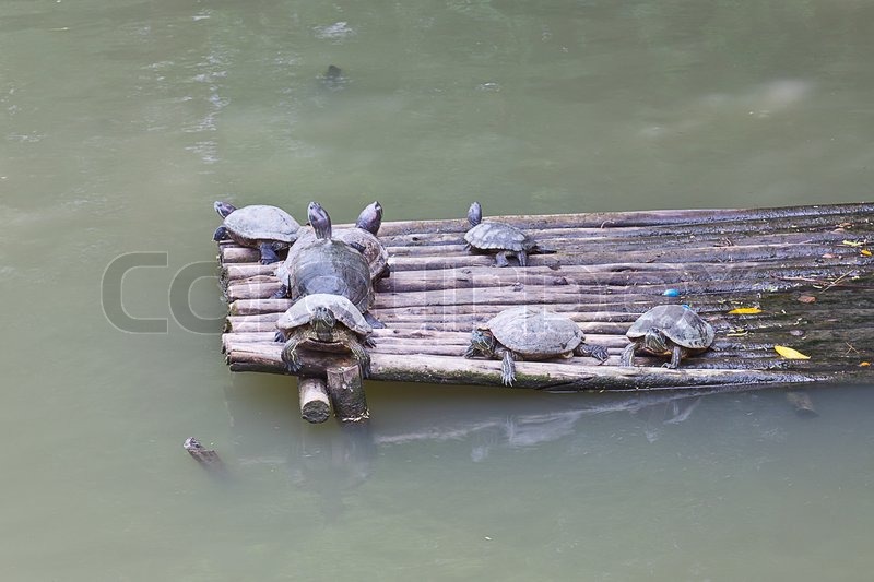 Group of water turtle resting on a raft | Stock image | Colourbox