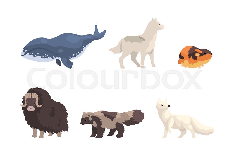 Tundra Animals Clipart