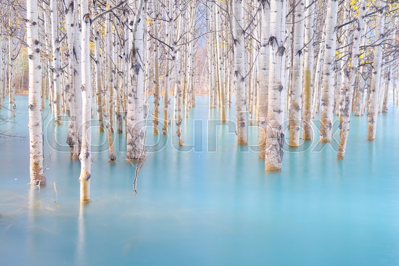 Abraham Lake Wallpaper