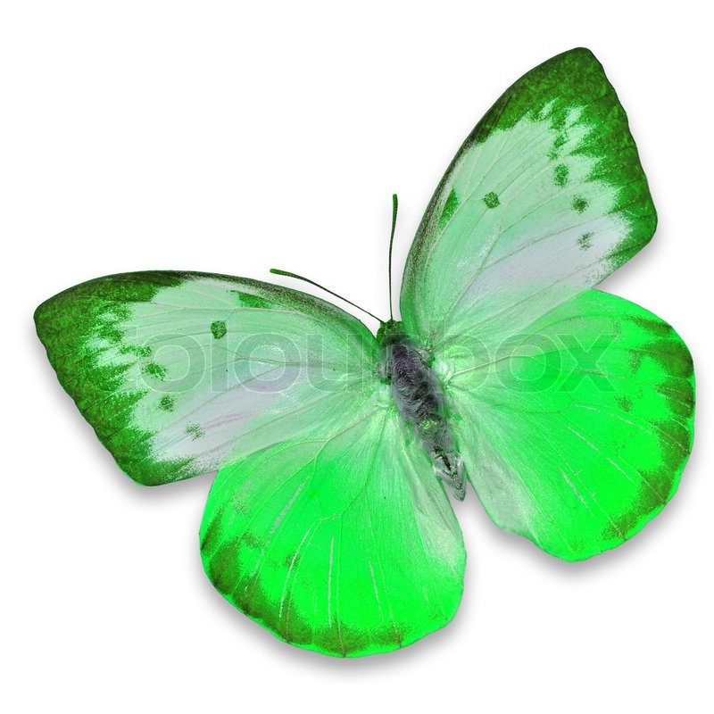 Green butterfly | Stock image | Colourbox