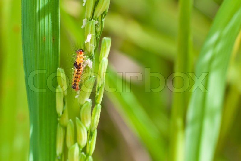 Pest,in Paddy rice | Stock image | Colourbox