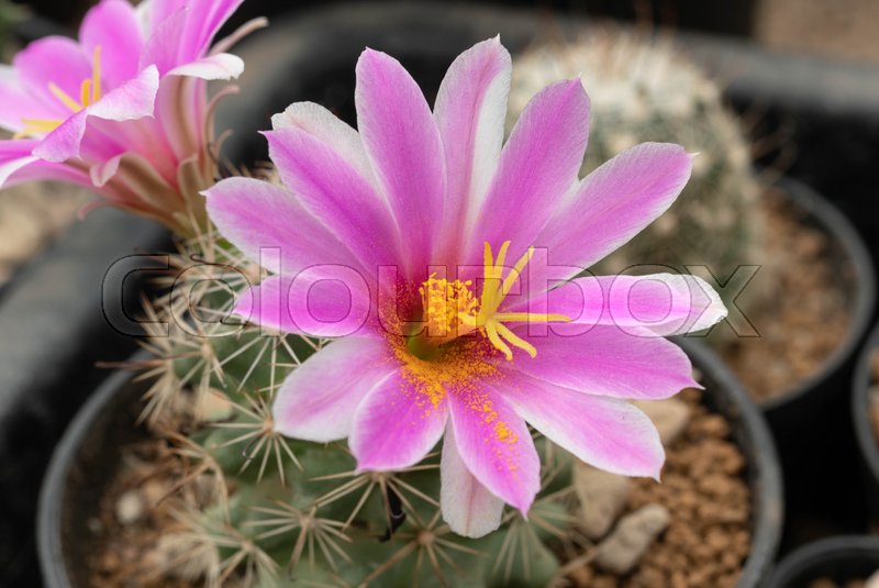 Pink Cactus Flower