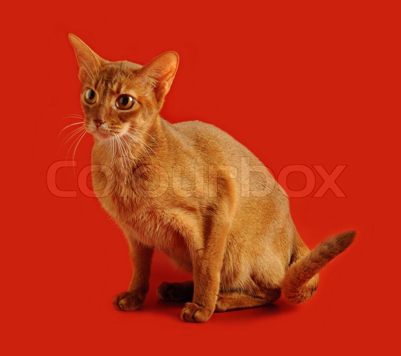 Red Abyssinian Kittens