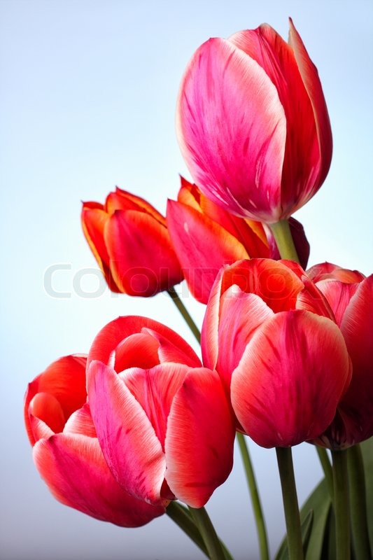 Tulpen | Stock Bild | Colourbox