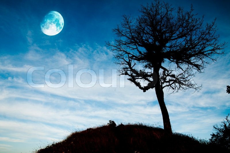 The full bright moon with dead tree ... | Stock image | Colourbox