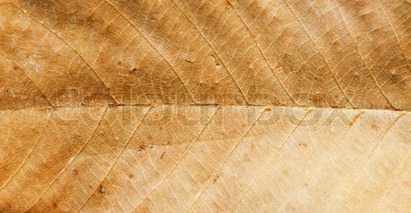 Dried leaf texture background. | Stock image | Colourbox