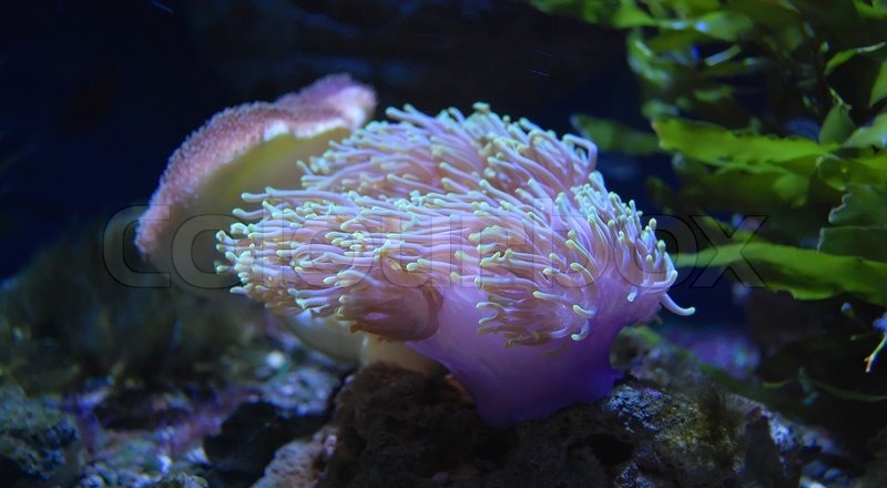 Polyps sea | Stock image | Colourbox