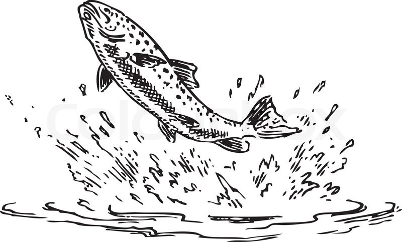 Trout | Stock vector | Colourbox Trout | Stock vector | Colourbox