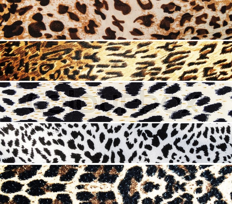 Set of Leopard textures | Stock image | Colourbox