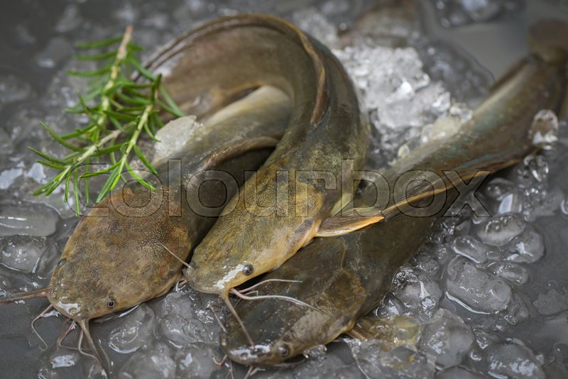 Freshwater Edible Fish
