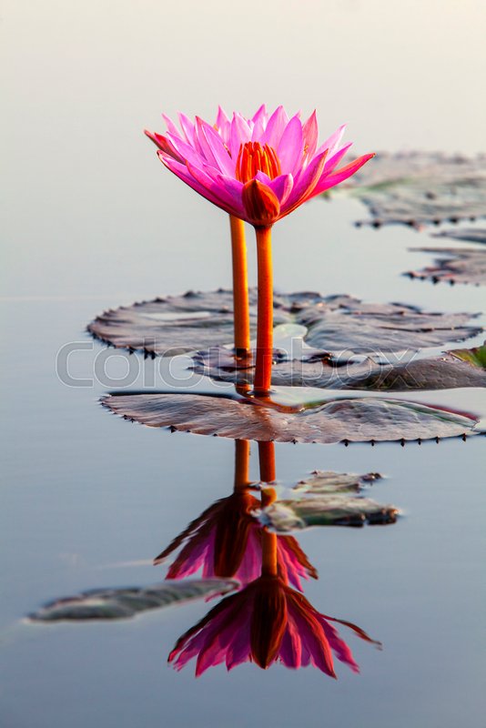Red Lotus Flowers