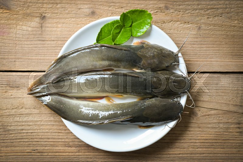 Freshwater Catfish