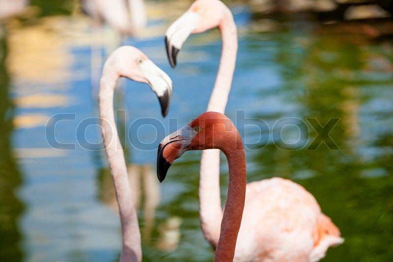 Flamingo | Stock image | Colourbox