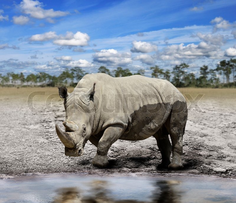 Rhino Nashorn | Stock Bild | Colourbox