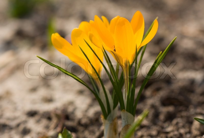 Yellow crocus | Stock image | Colourbox