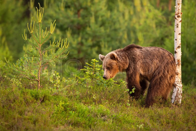 Bear Tree On Its Back
