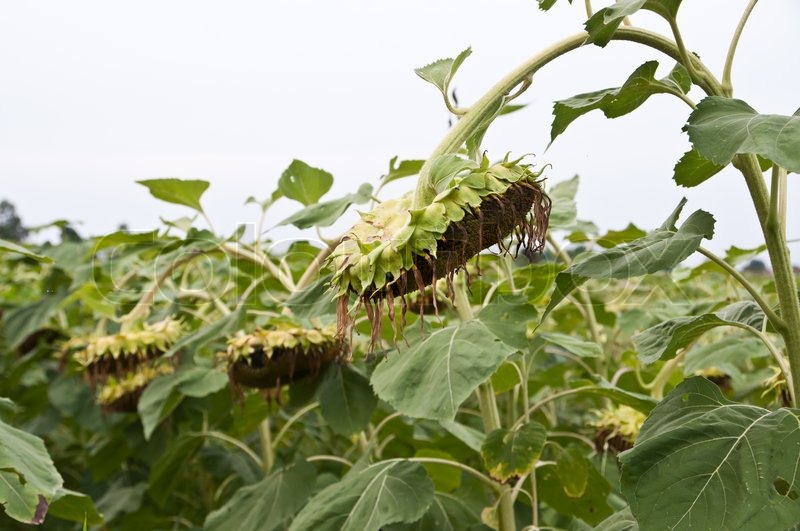 Sunflower wilt | Stock image | Colourbox