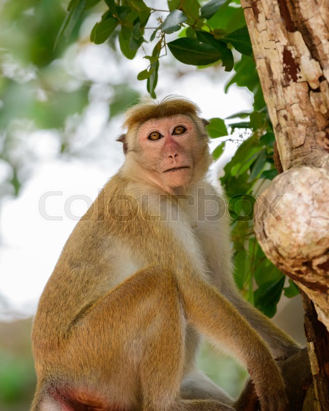 Toque Macaque