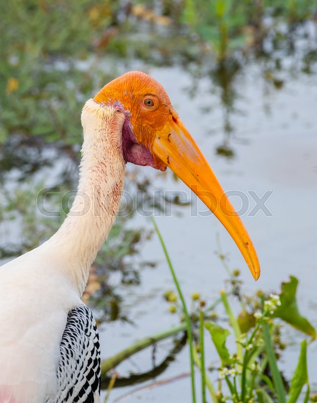 Painted Stork Bird