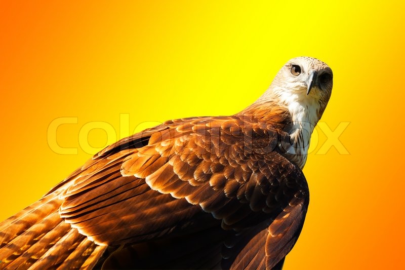 Young Eagle Hawk | Stock image | Colourbox