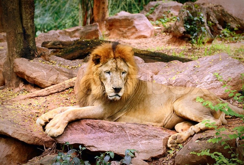 Lion Relaxed | Stock image | Colourbox