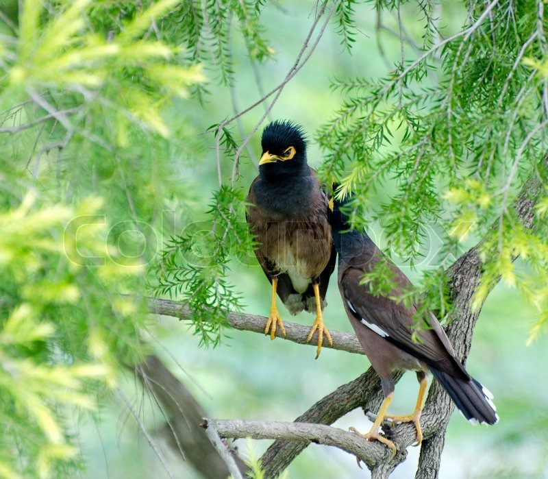 Vögel in der Natur | Stock Bild | Colourbox