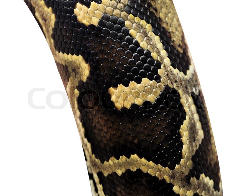 Anaconda Skin Pattern