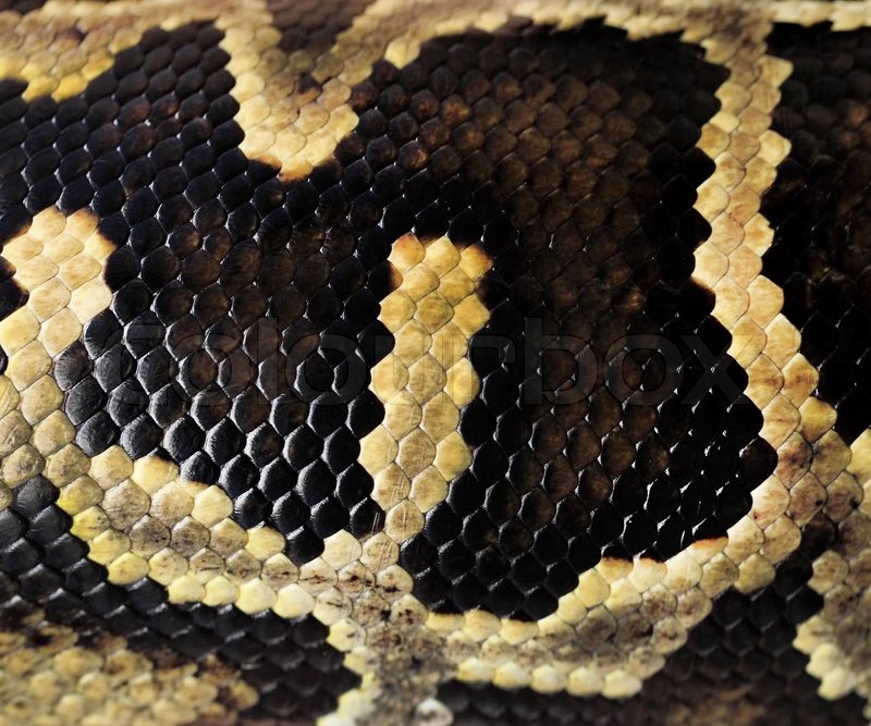 Boa snake skin pattern. | Stock image | Colourbox