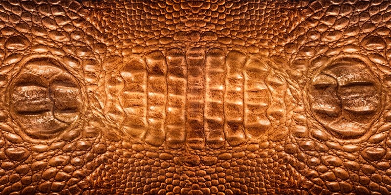 Brown fantastic crocodile skin ... | Stock image | Colourbox