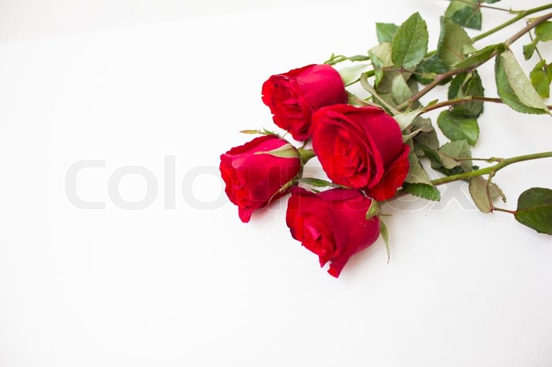 Four red roses on white background | Stock Photo | Colourbox