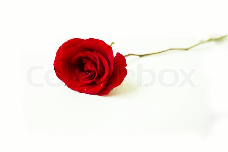 Single leafless red rose laying on ... | Stock image | Colourbox