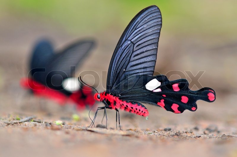 Common Windmill Butterfly | Stock image | Colourbox