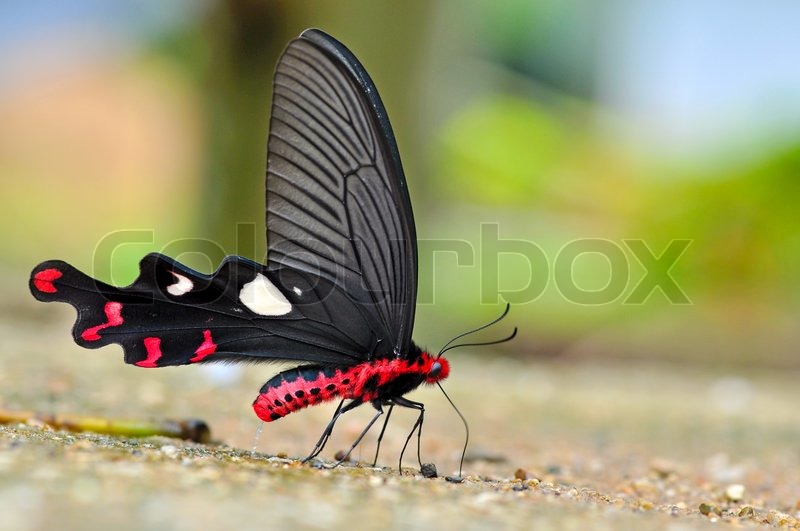 Great Windmill Butterfly | Stock image | Colourbox