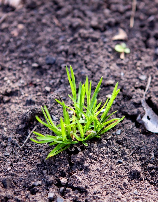 Grüne Gras mit Erde crosscut | Stock Bild | Colourbox