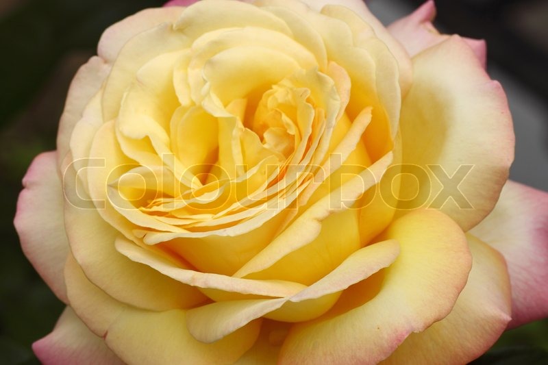 Nærbillede af gul rose | Stock foto | Colourbox