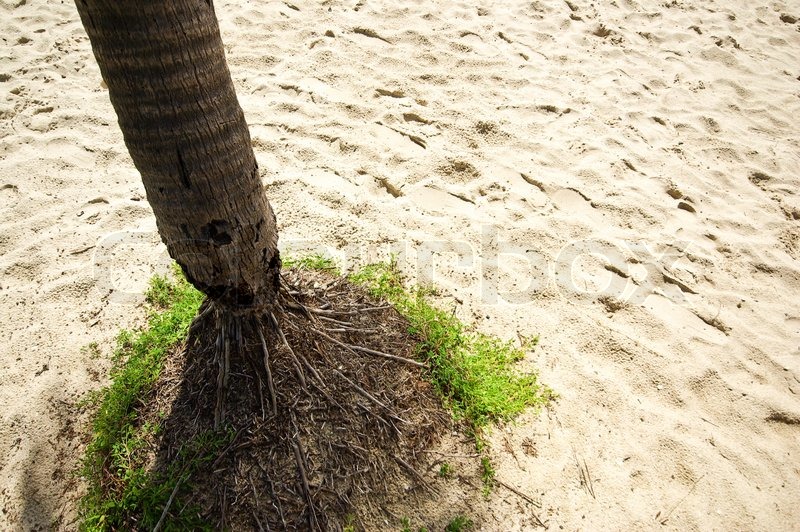 Coconut palm root | Stock image | Colourbox
