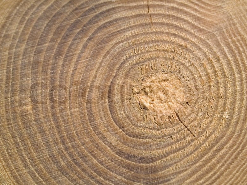 Tree Stump Rings | Stock image | Colourbox