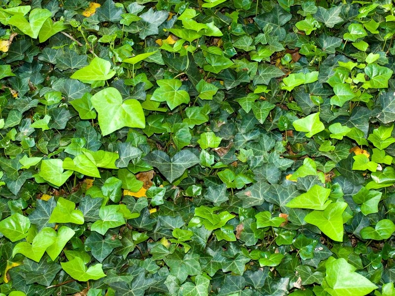 Bright and Lush Green Ivy Ground Cover ... | Stock image | Colourbox