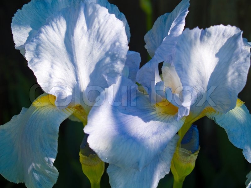 Sky Blue Irises Closeup in a Garden | Stock image | Colourbox