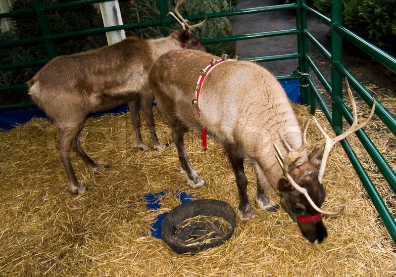 "Reindeer in a Pen" | Stock image | Colourbox