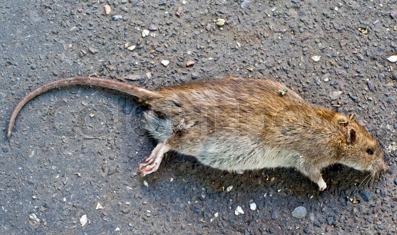 Brown rat lying dead on the street | Stock image | Colourbox