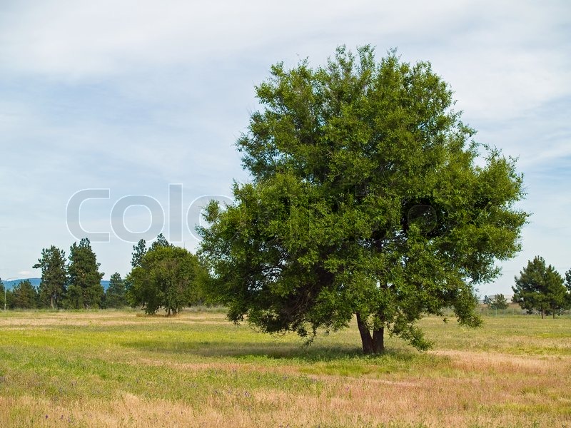 Einzel grünen Baum in einem Yellow ... | Stock Bild | Colourbox