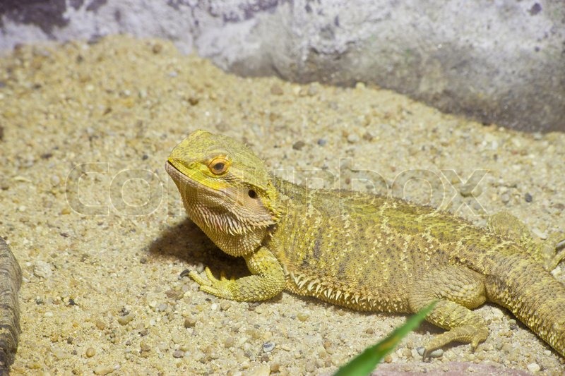 Little lizard, Bearded Dragons in ... | Stock image | Colourbox