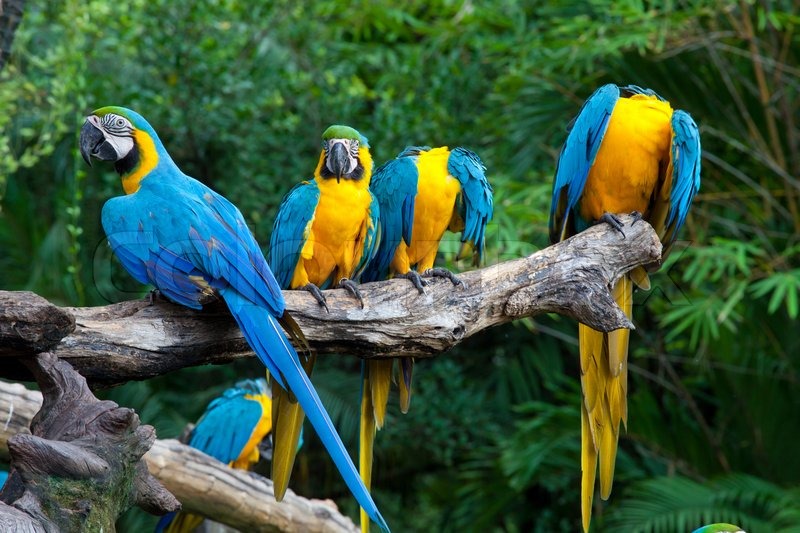 Colorful macaws | Stock image | Colourbox