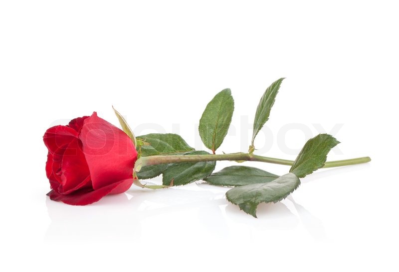 Laying red rose | Stock image | Colourbox