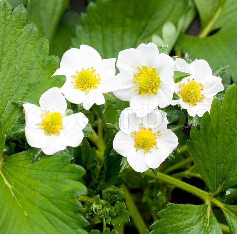 Strawberry Flowers